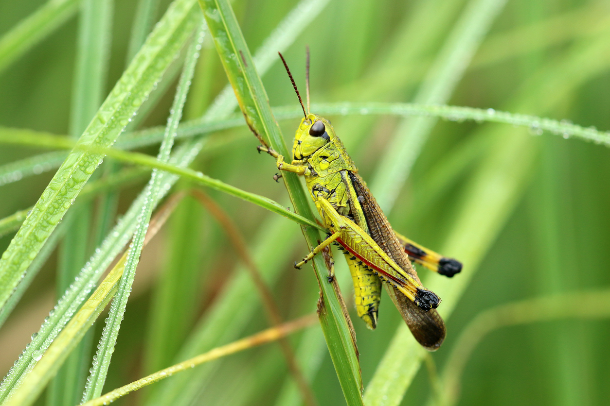 Grasshopper Has Learned Well Transitions In Business